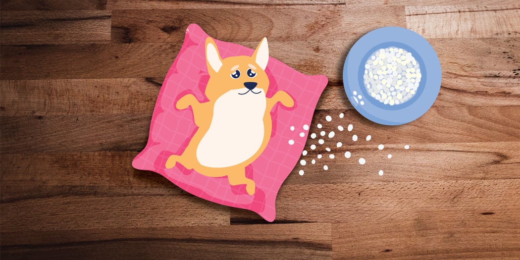 Bilious Vomiting Syndrome: A Complete Guide | BetterVet