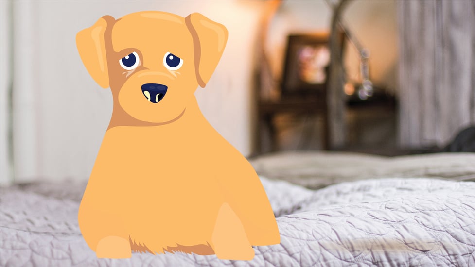 Pyometra in Dogs: Causes, Symptoms, & Treatment | BetterVet